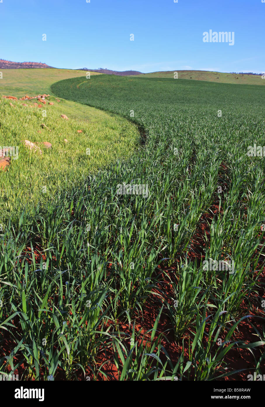 Australia wheat field hi-res stock photography and images - Alamy