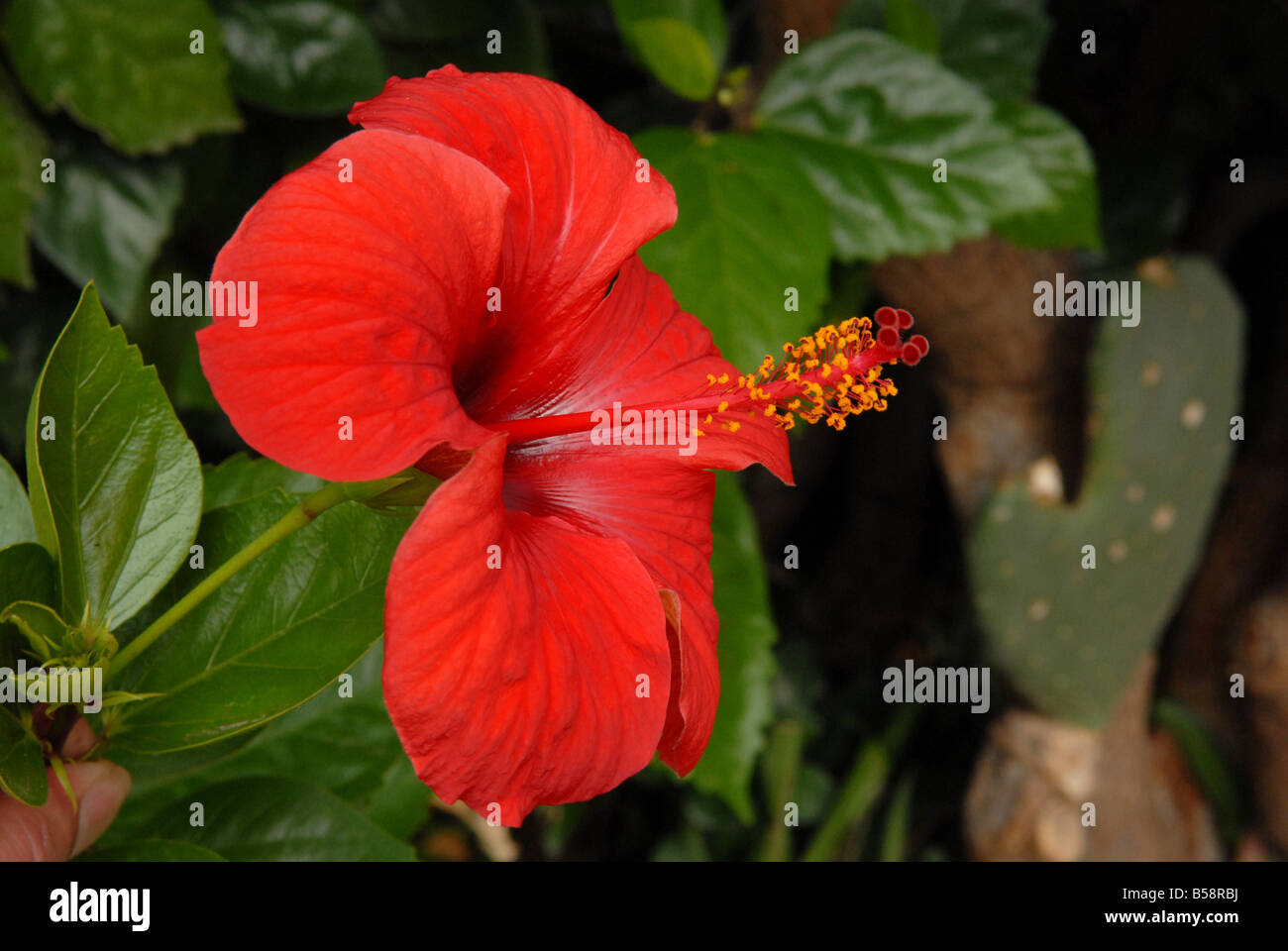 Red Hibiscus flower Stock Photo - Alamy