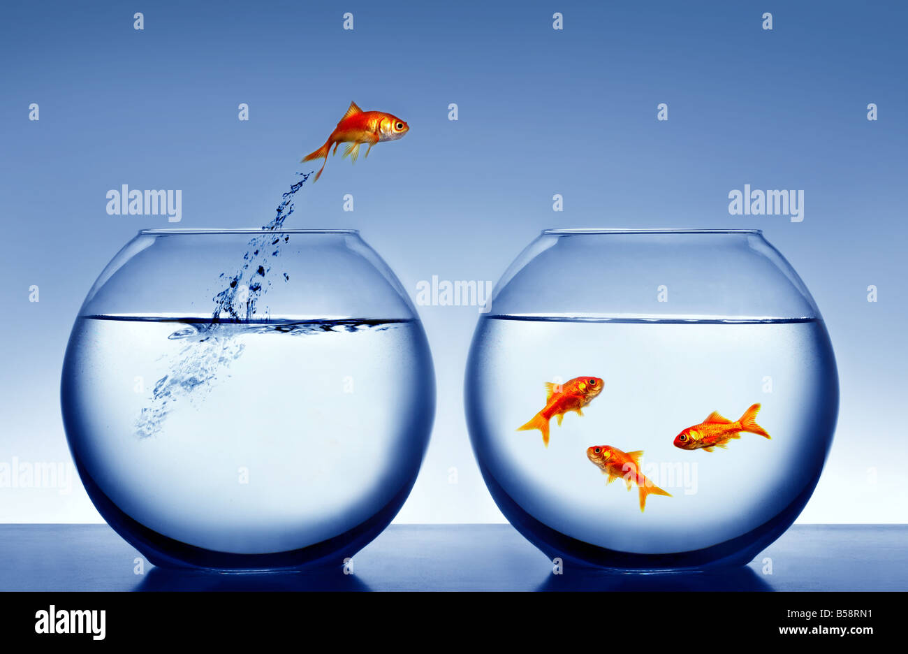 goldfish jumping out of the water Stock Photo - Alamy