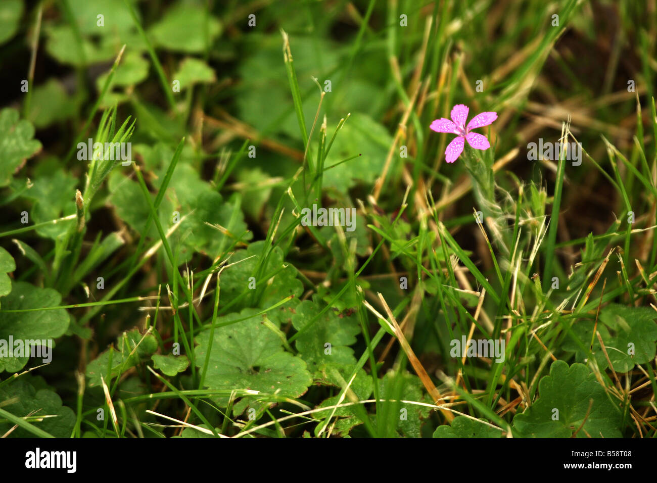 A small delicate flower in the grass growing wild wildflower Stock ...