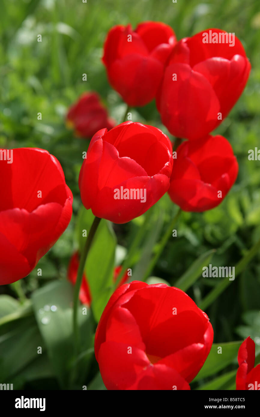 Red tulips close up Stock Photo - Alamy