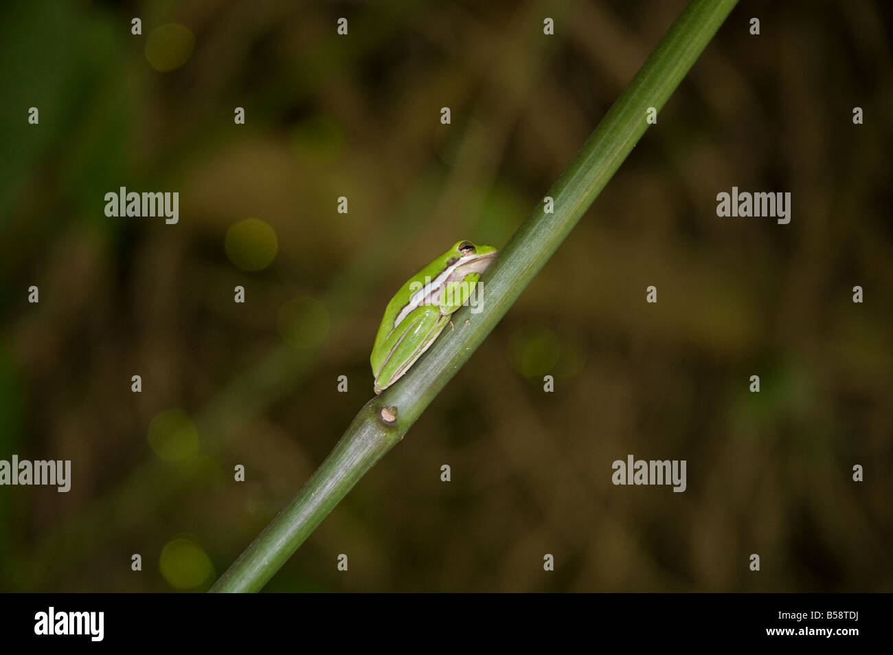 An american green tree frog hyla cinerea hi-res stock photography and ...