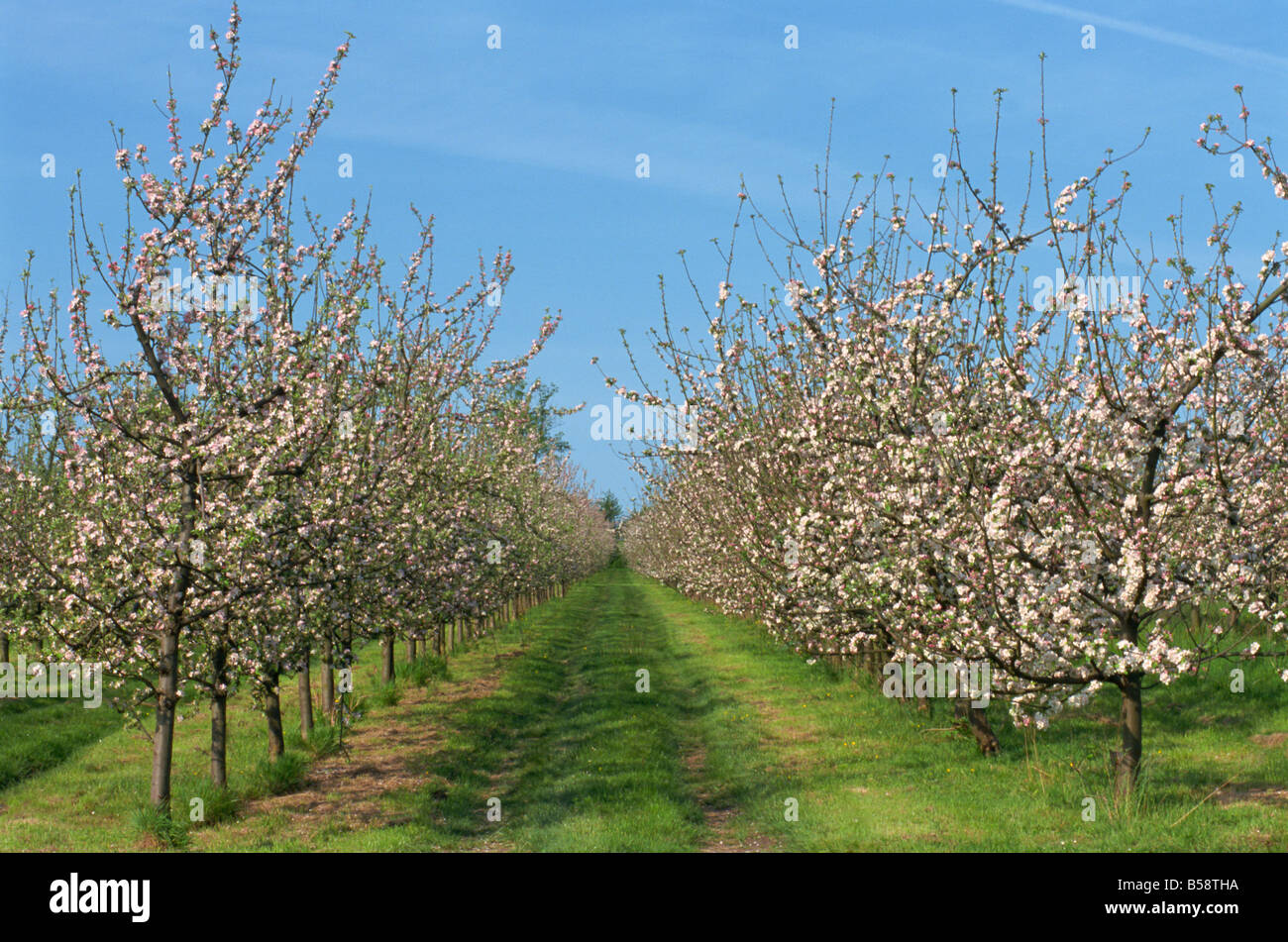 Apple trees in blossom, Normandy, France, Europe Stock Photo - Alamy