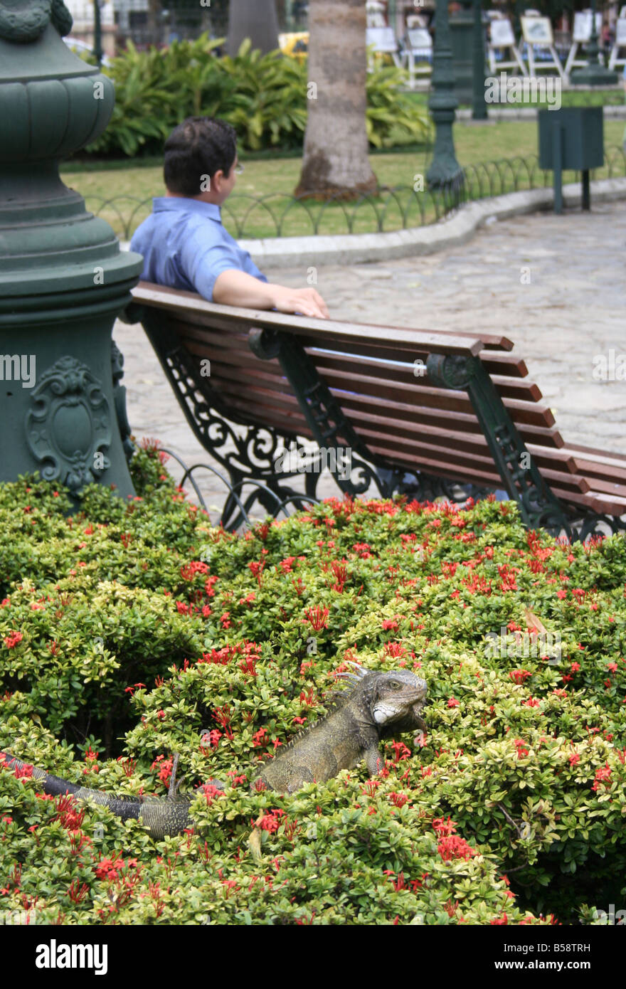 Parque Bolivar is also known as Parque Seminario The bushes and trees ...