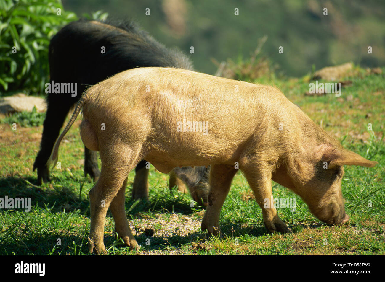 Wild boar, Corsica, France, Europe Stock Photo - Alamy