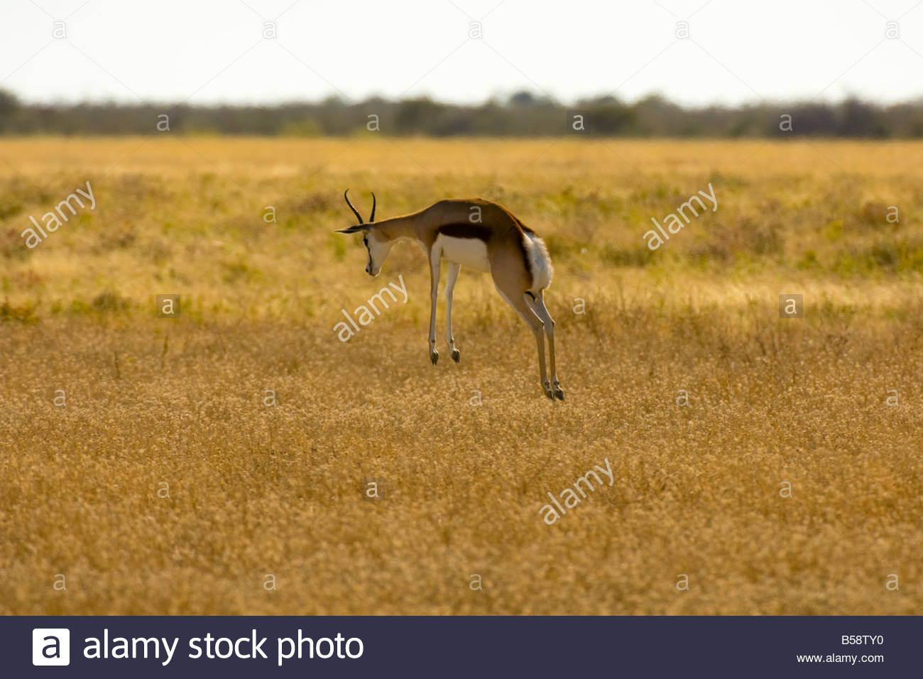 Springbok Pronking Stock Photos & Springbok Pronking Stock Images - Alamy