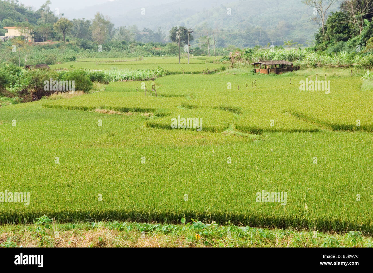 Rice terraces in Shuimann, Wuzhishan district, Hainan Province, China ...