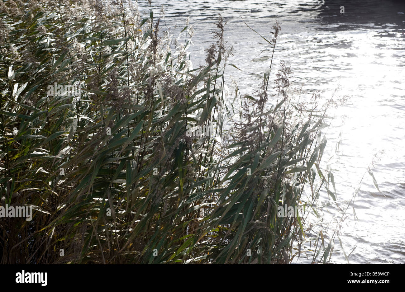 common reed near a river Stock Photo - Alamy