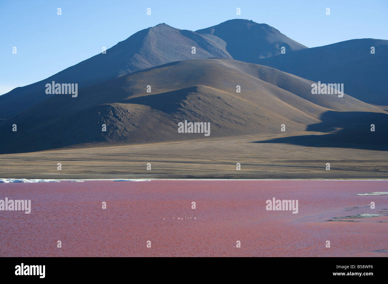 Red lake of Laguna Colorada, Altiplano, Salar de Uyuni, Bolivia, South ...