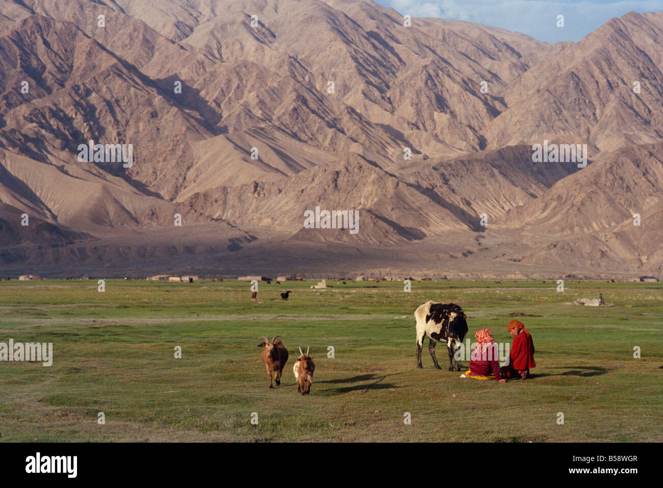 Tadjik girls with cow and goats at Tashkurghan China D C Poole Stock ...