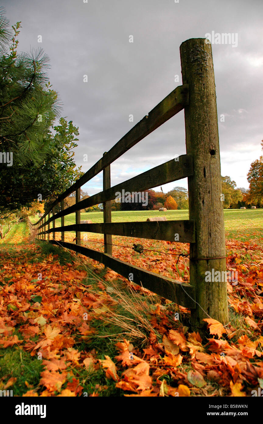 A wooden fence post surrounded by fallen autumn leaves Stock Photo - Alamy
