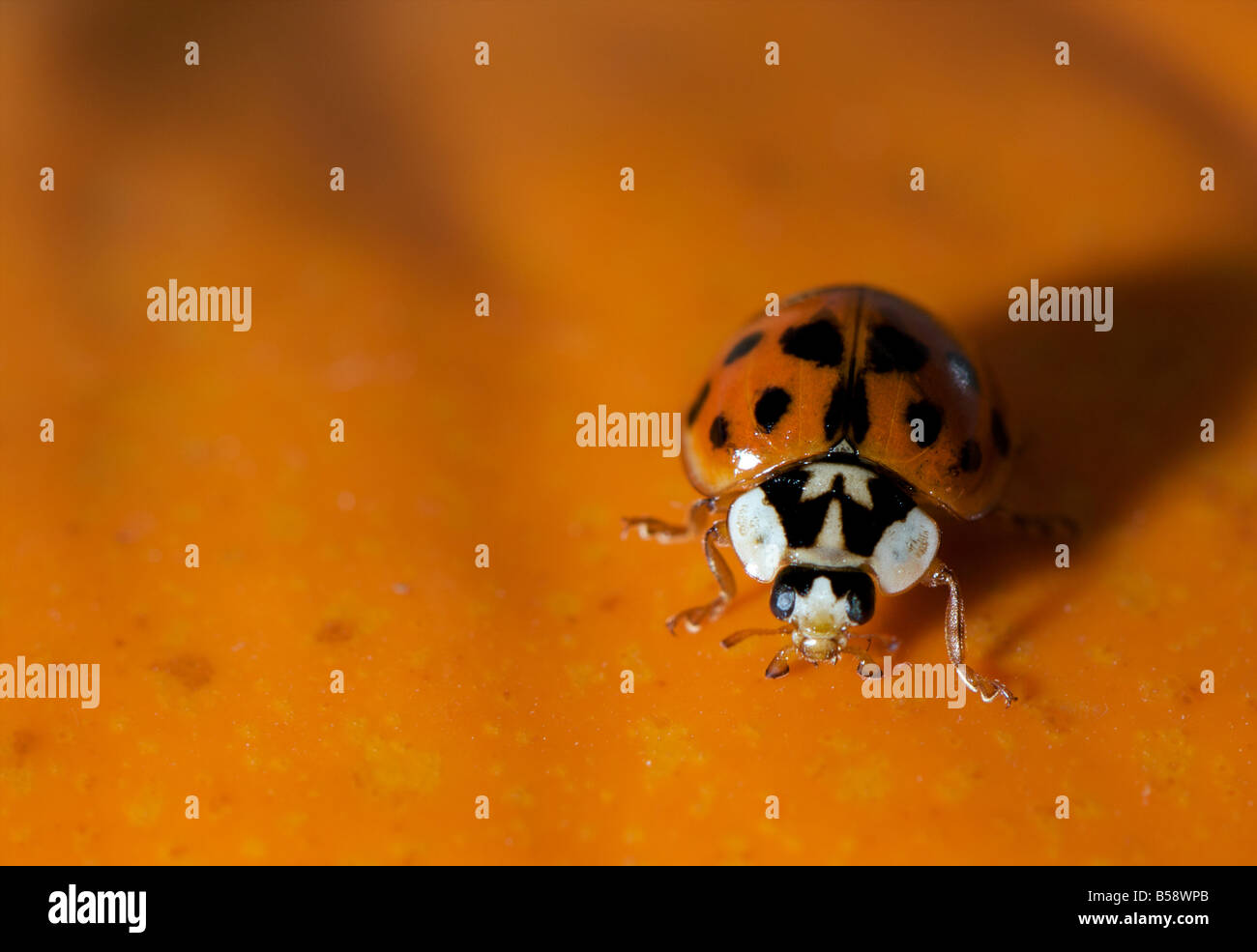 10 spot ladybird hi-res stock photography and images - Alamy