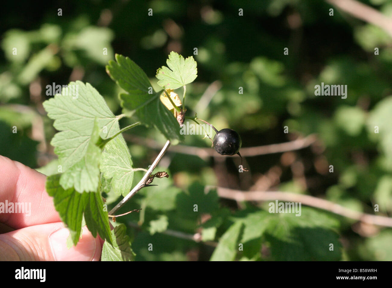 North American Wild Gooseberry Stock Photo - Alamy
