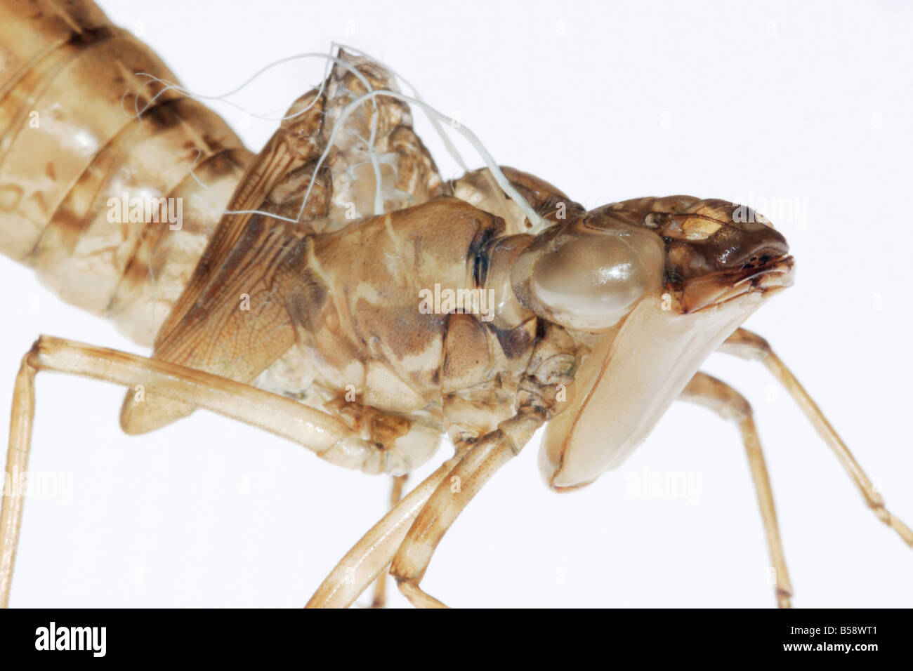 Hawker Dragonfly Larval Case Stock Photo - Alamy