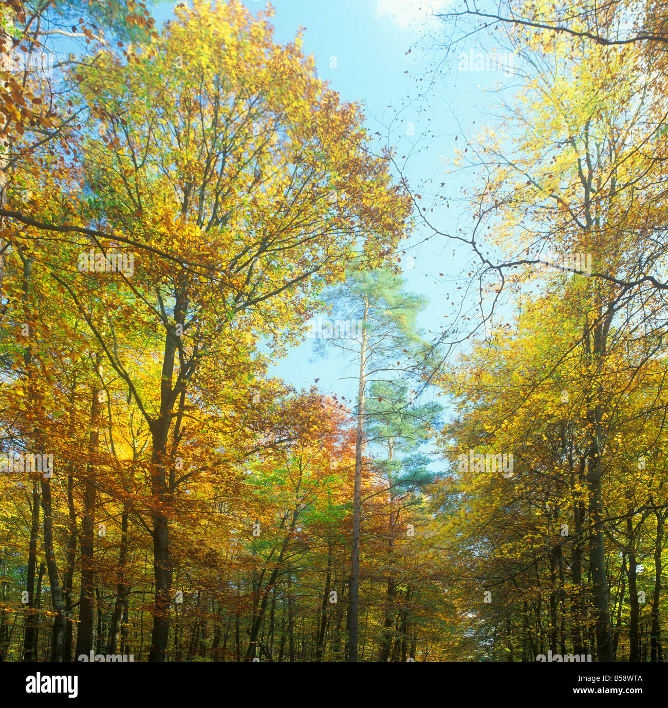 Broad leafed tree autumn hi-res stock photography and images - Alamy