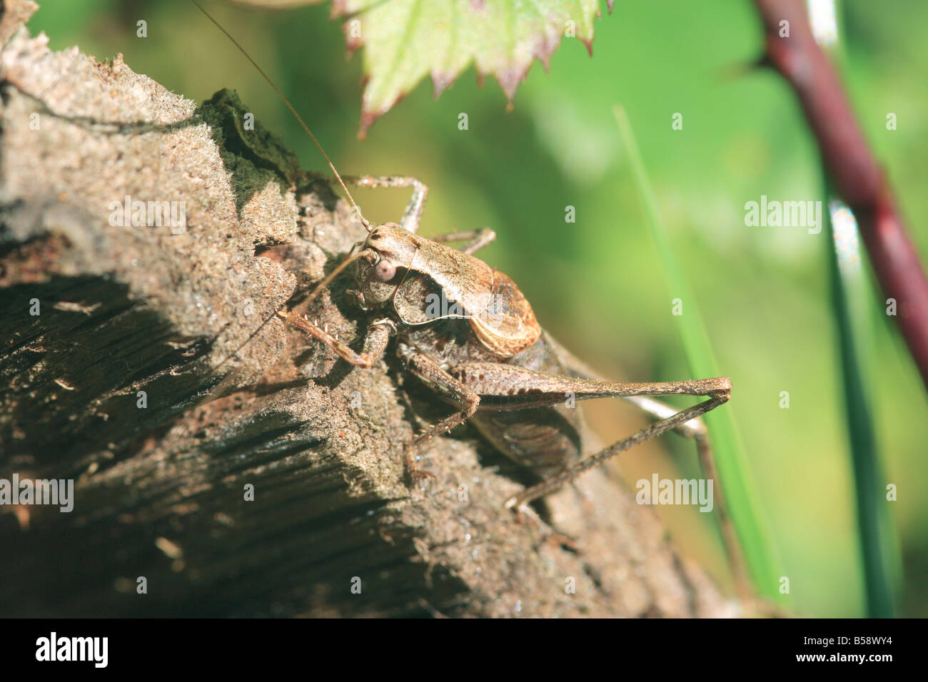 Cricket insects hi-res stock photography and images - Alamy