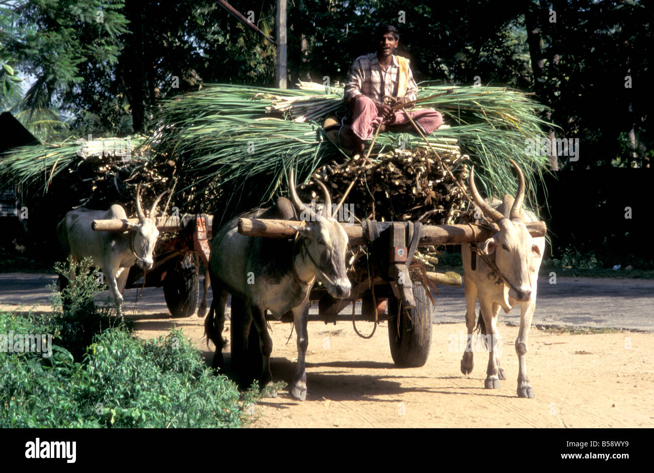 rural scene tamil nadu southern india Stock Photo - Alamy