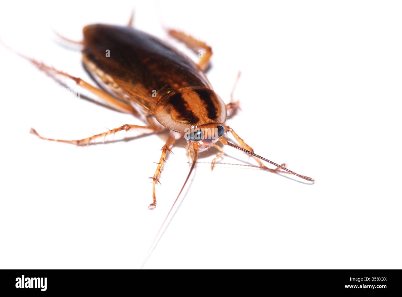 German cockroach hi-res stock photography and images - Alamy