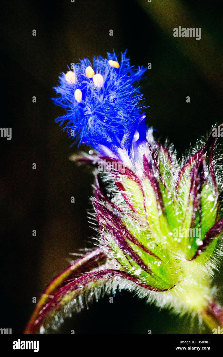 Dali flower hi-res stock photography and images - Alamy