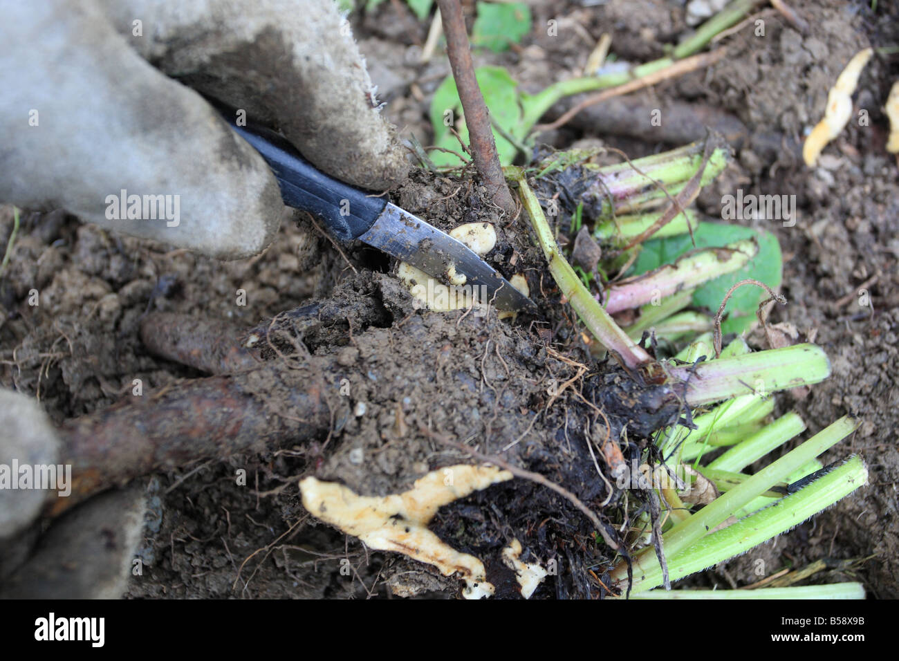 Comfrey root hi-res stock photography and images - Alamy