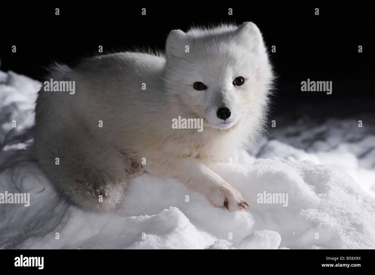 Arctic fox Alopex lagopus in winter coat lying on frozen tundra ...