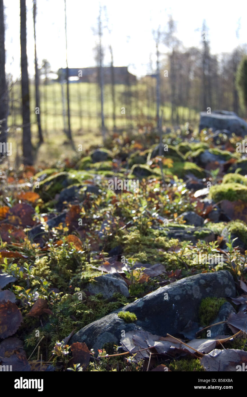 Swedish farm landscape Stock Photo - Alamy