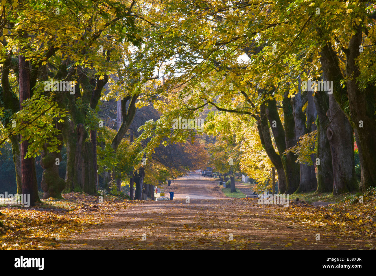 American elm trees High Resolution Stock Photography and Images - Alamy