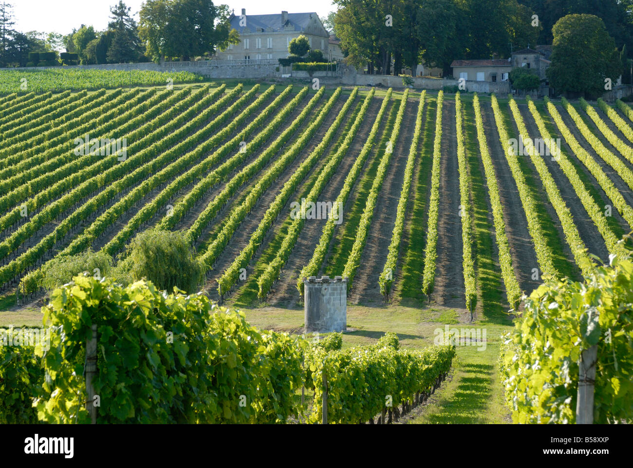 Wine estate, Charente, France, Europe Stock Photo - Alamy