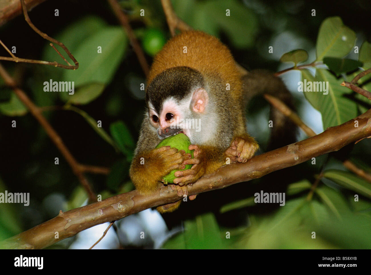 Monkey eating fruit hi-res stock photography and images - Alamy