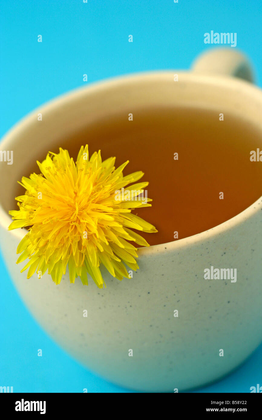 Dandelion infusion Taraxacum officinale Stock Photo - Alamy