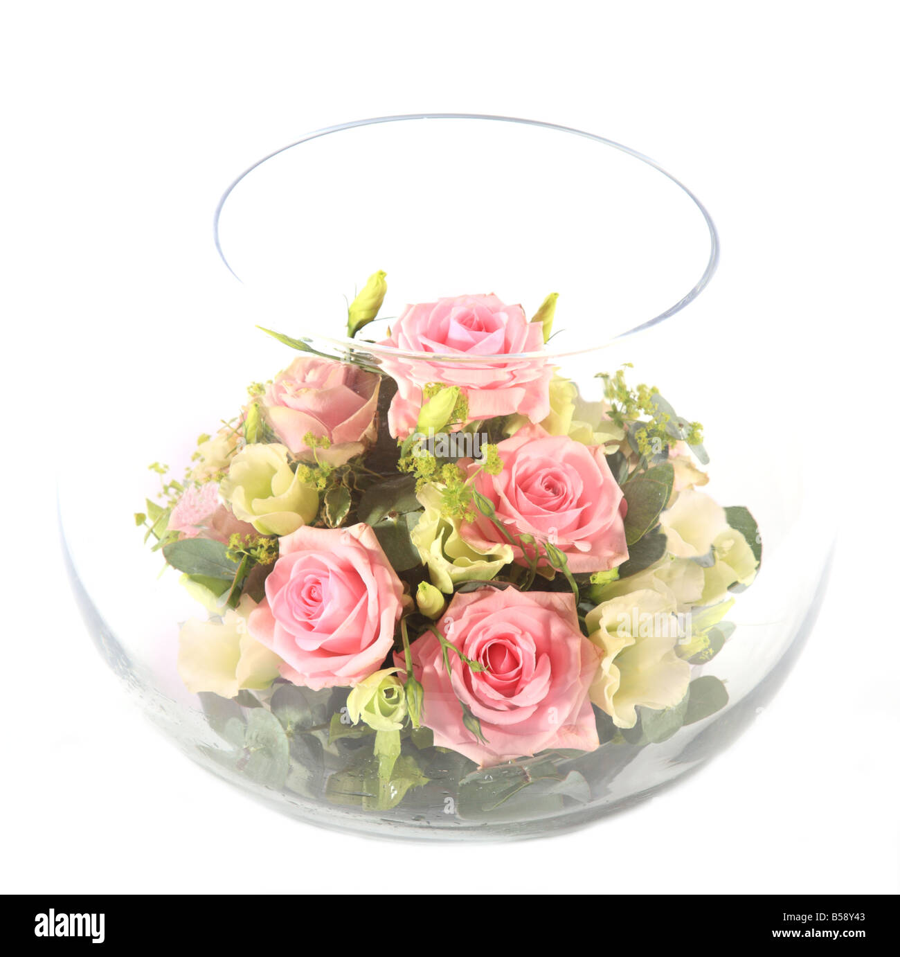 Cream roses Cut Out Stock Images & Pictures - Alamy