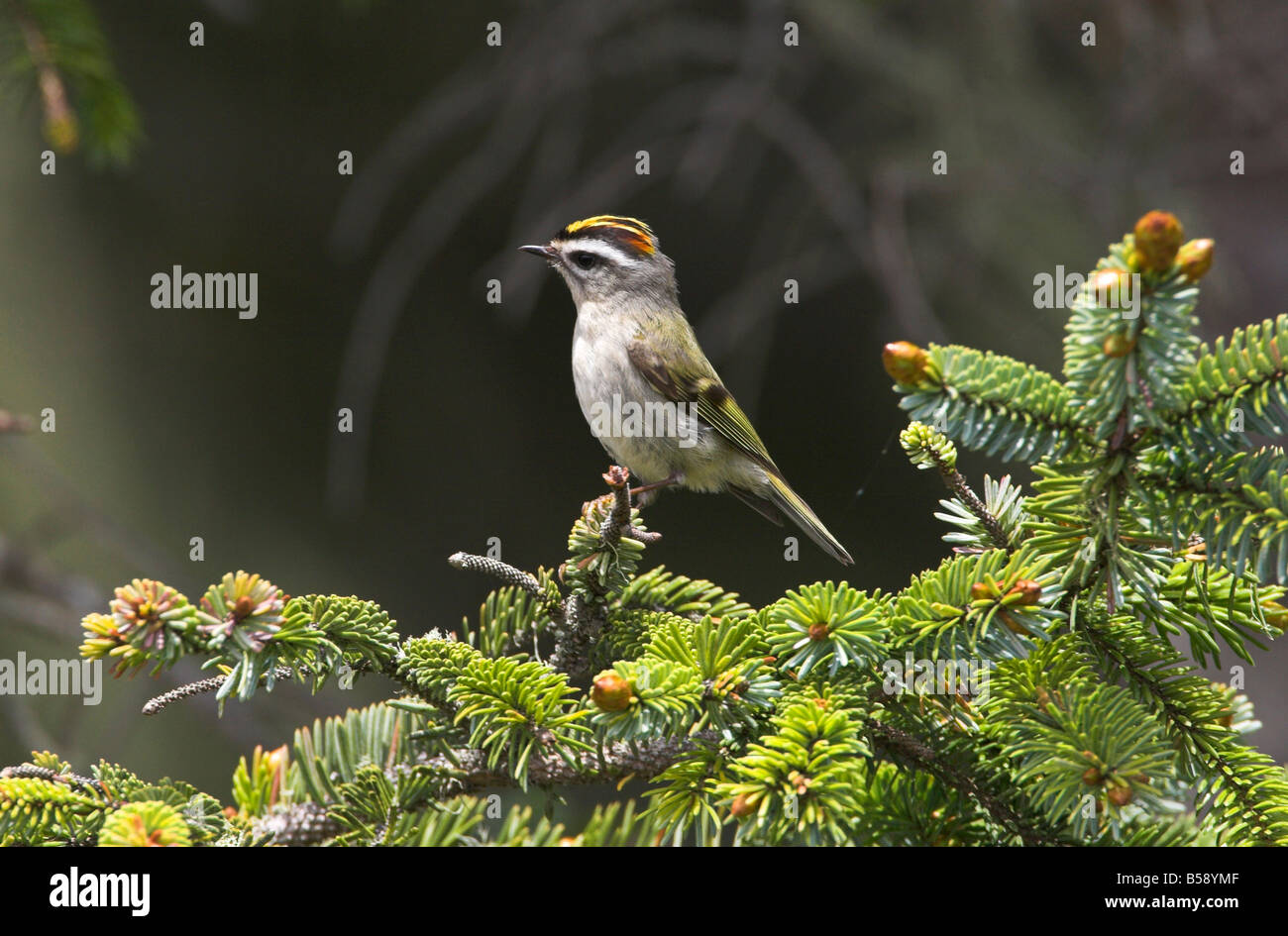 Golden-crowned Kinglet Regulus satrapa perched on conifer branch at ...