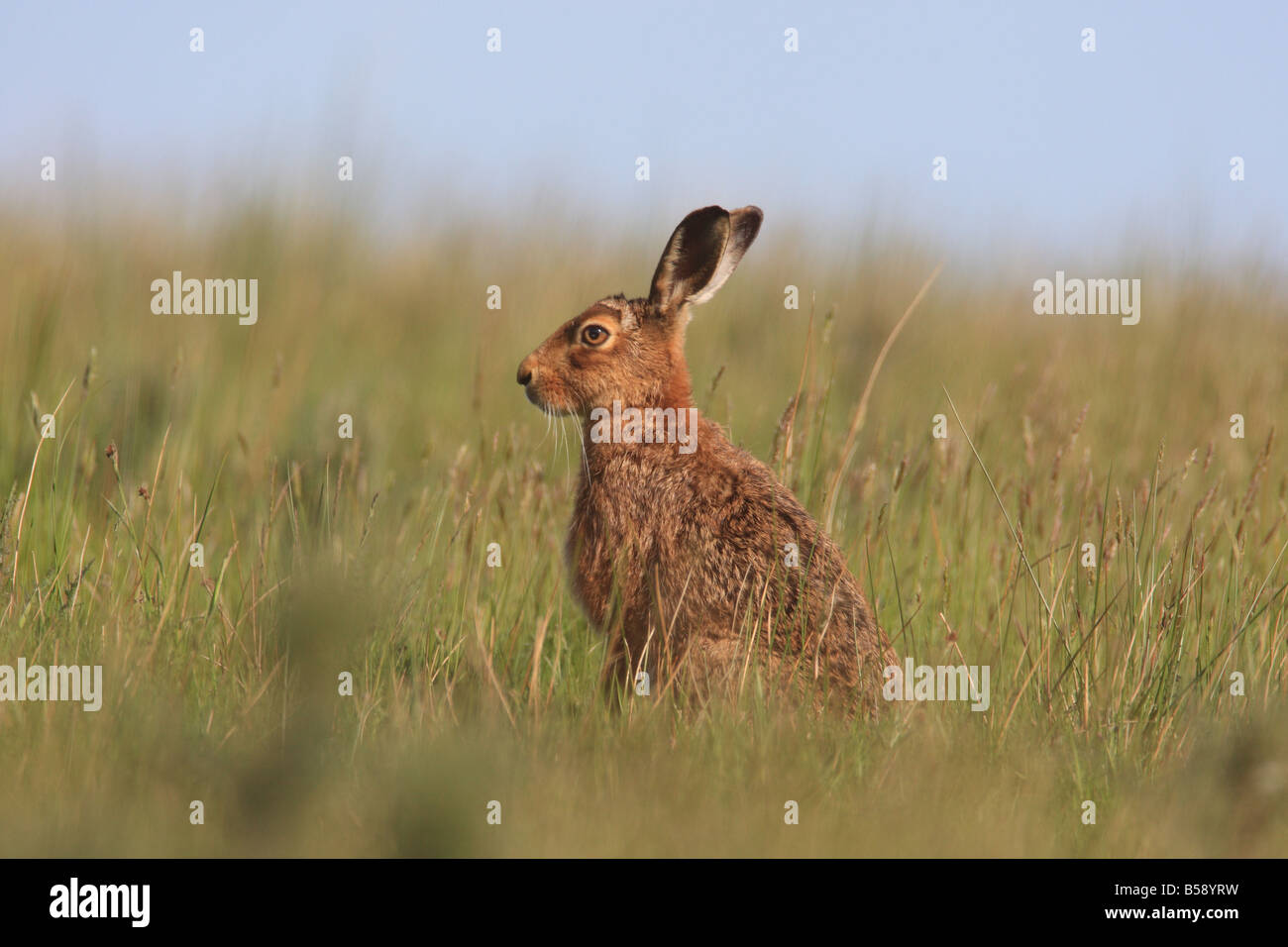 Hare side view hi-res stock photography and images - Alamy