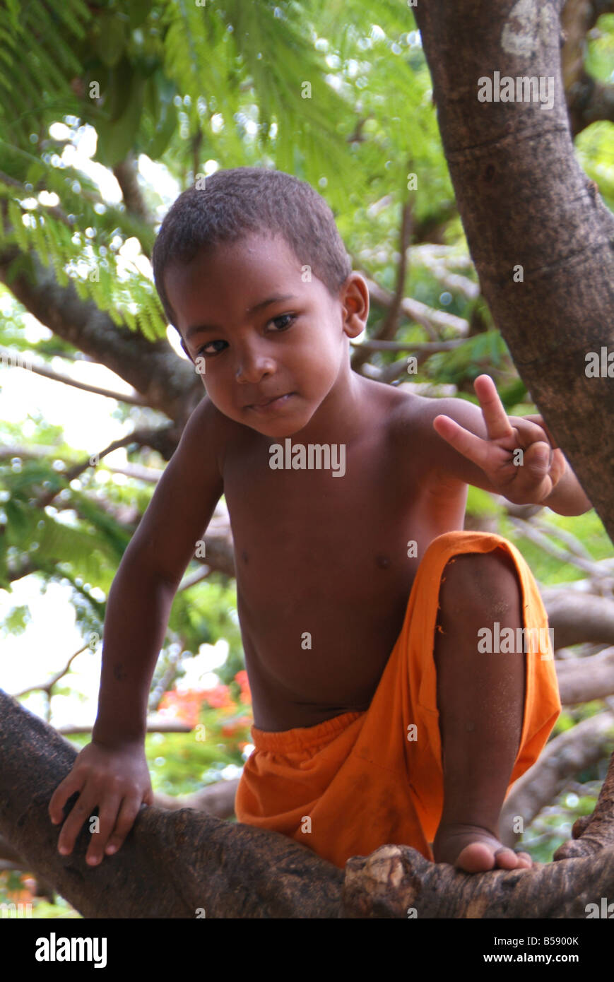 Young boy in tree, Brazil Stock Photo - Alamy