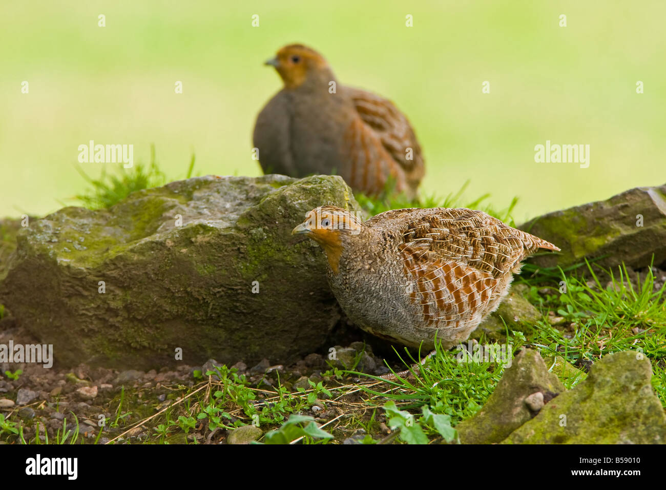 GREY PARTRIDGE Perdix perdix Stock Photo - Alamy