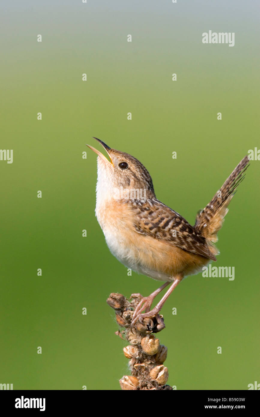 Sedge wren cistothorus platensis hi-res stock photography and images ...