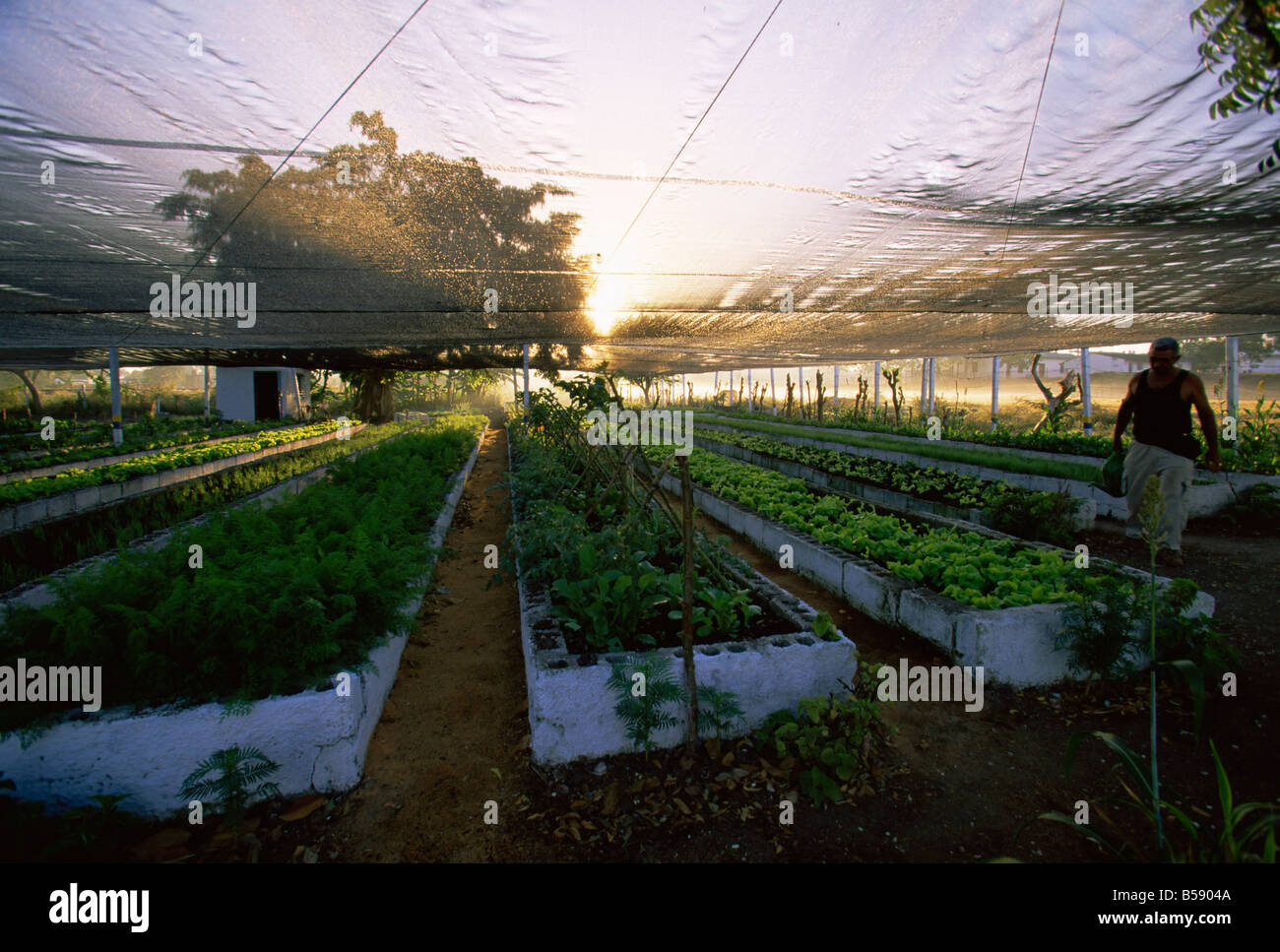 Cuba farming hi-res stock photography and images - Alamy