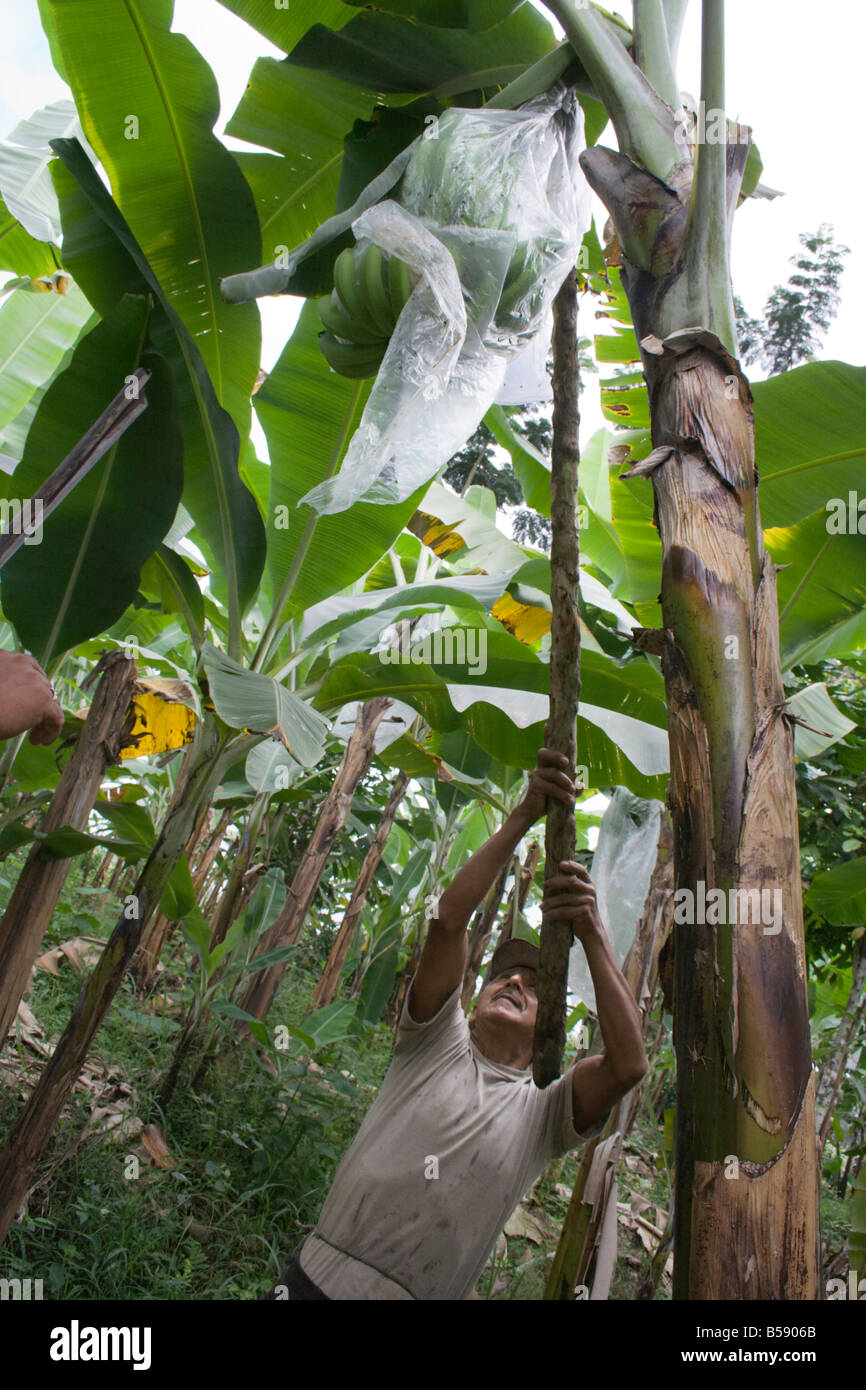 Fair trade banana plantation worker Nelson Pati o takes bananas from a ...