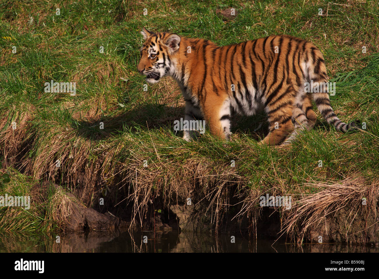 Siberian Tiger cup exploring the world Stock Photo - Alamy