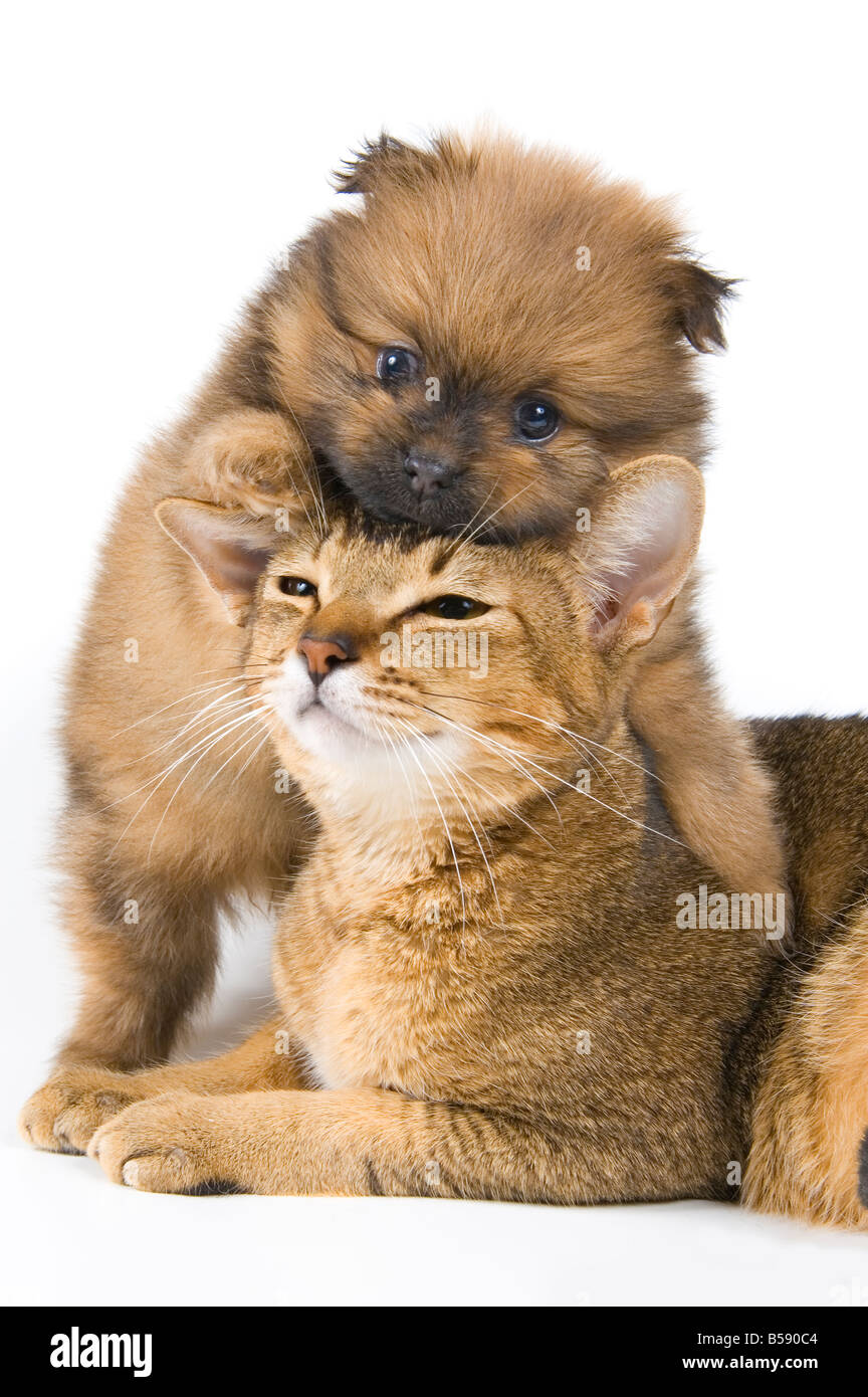 The puppy of the spitz-dog with a cat Stock Photo - Alamy