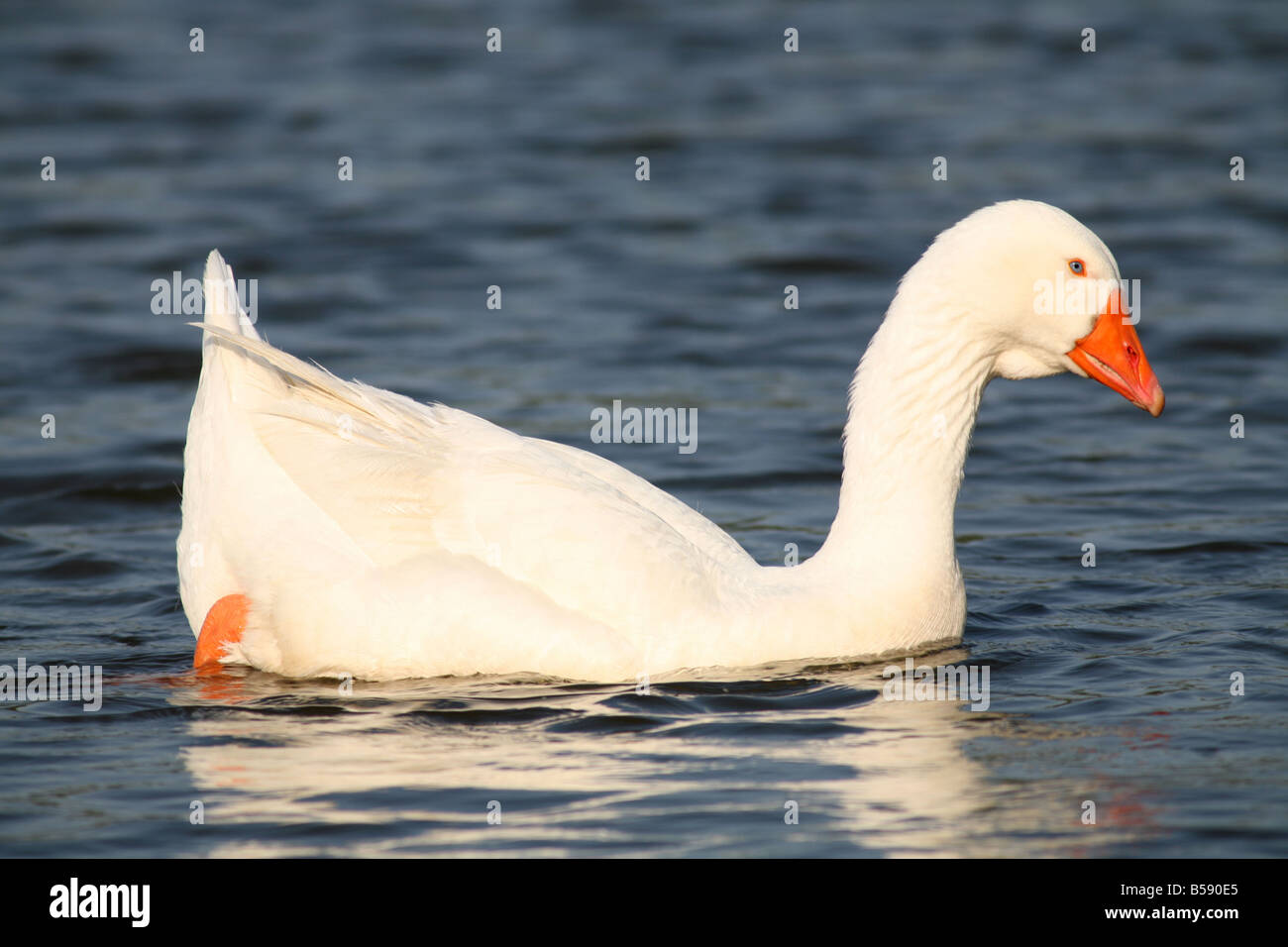 White Goose on the water Stock Photo - Alamy