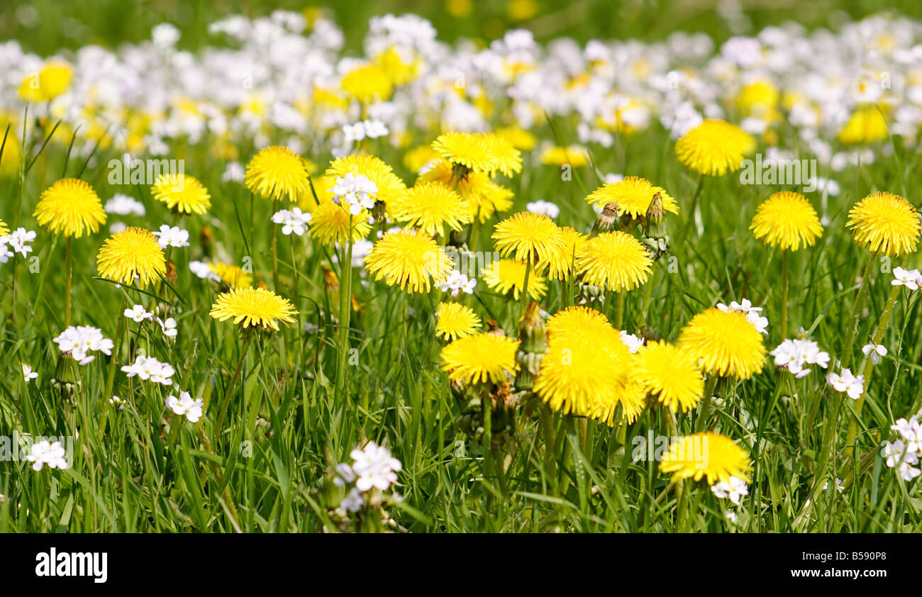 Blossomed grass hi-res stock photography and images - Alamy