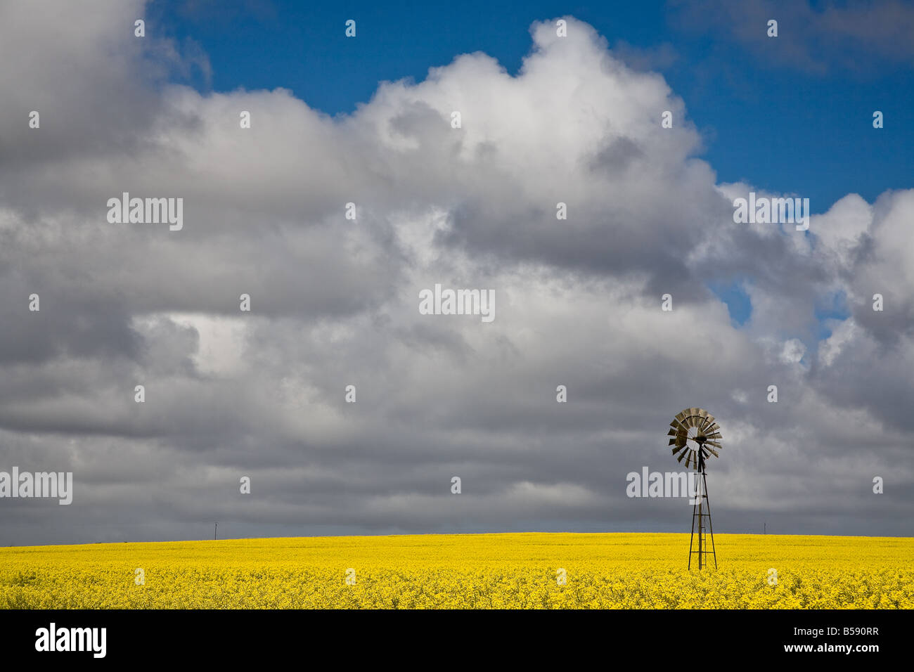 Canola Crops Eyre Peninsula South Australia Stock Photo - Alamy