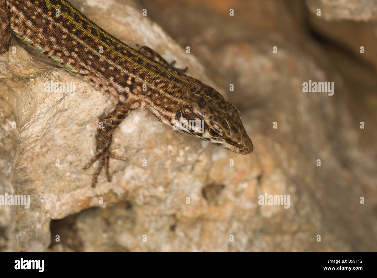 Back view of a wall lizard (Podarcis Hispanica Stock Photo - Alamy