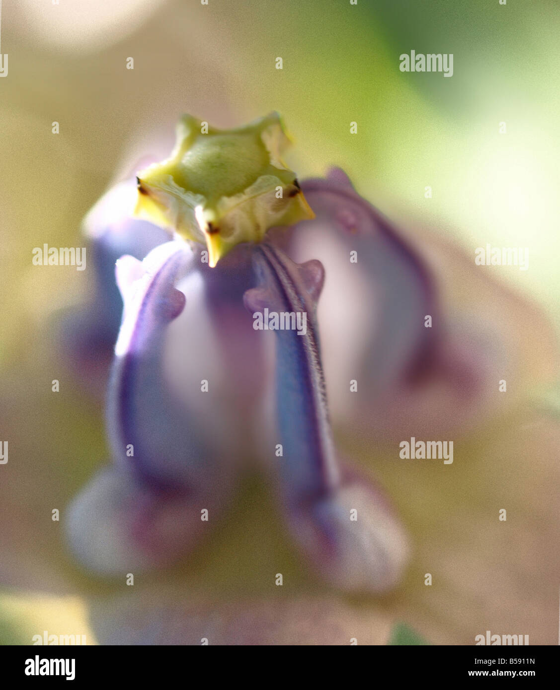 Crown flower hi-res stock photography and images - Alamy