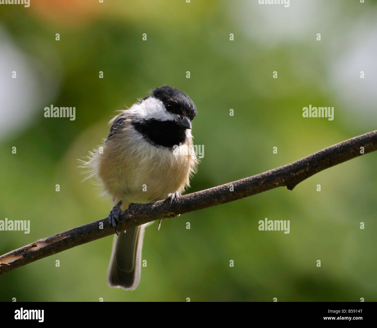 Carolina Chickadee, Poecile carolinensis, perched on a branch. Oklahoma ...
