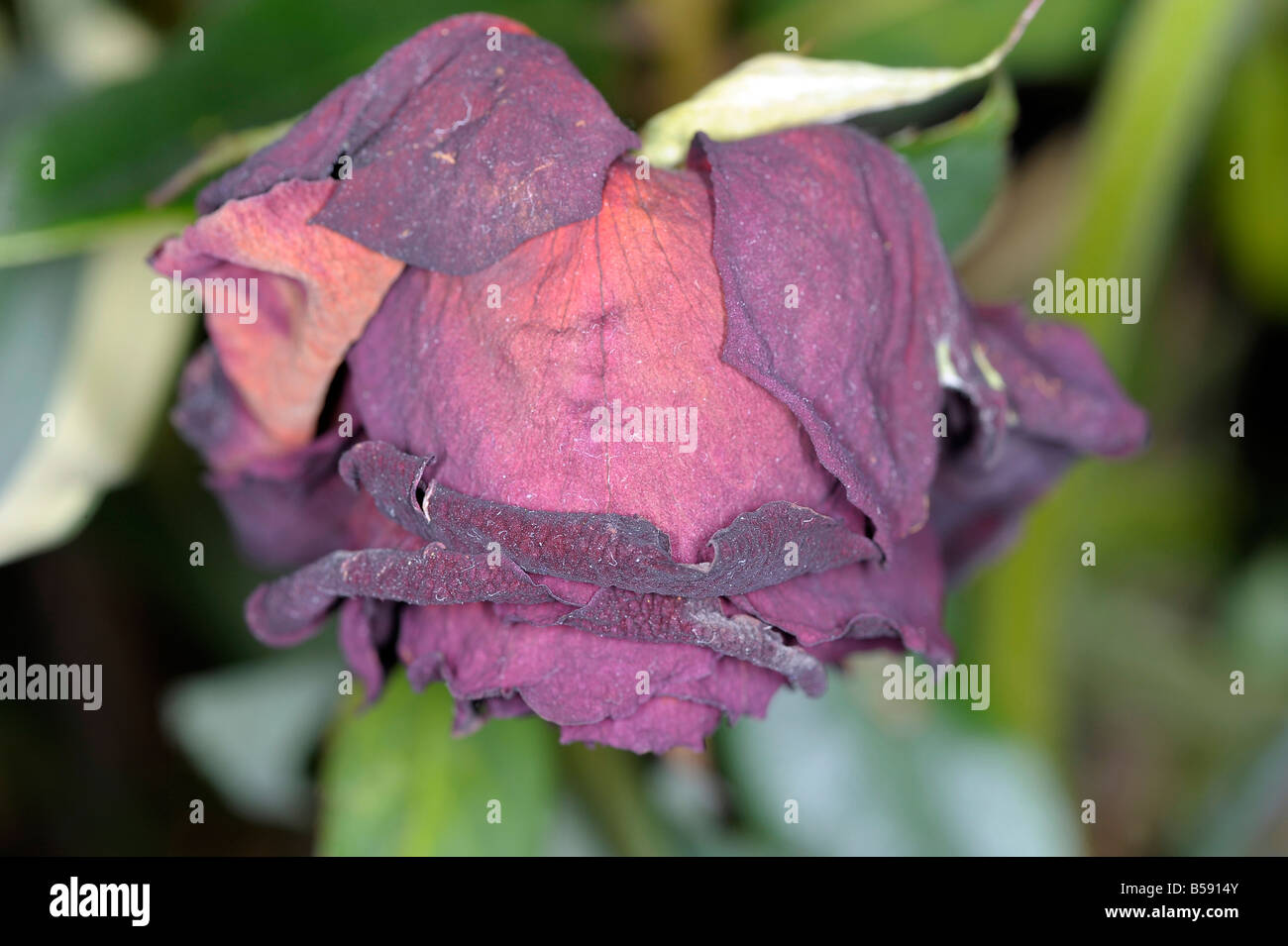 Decaying flower funeral hi-res stock photography and images - Alamy