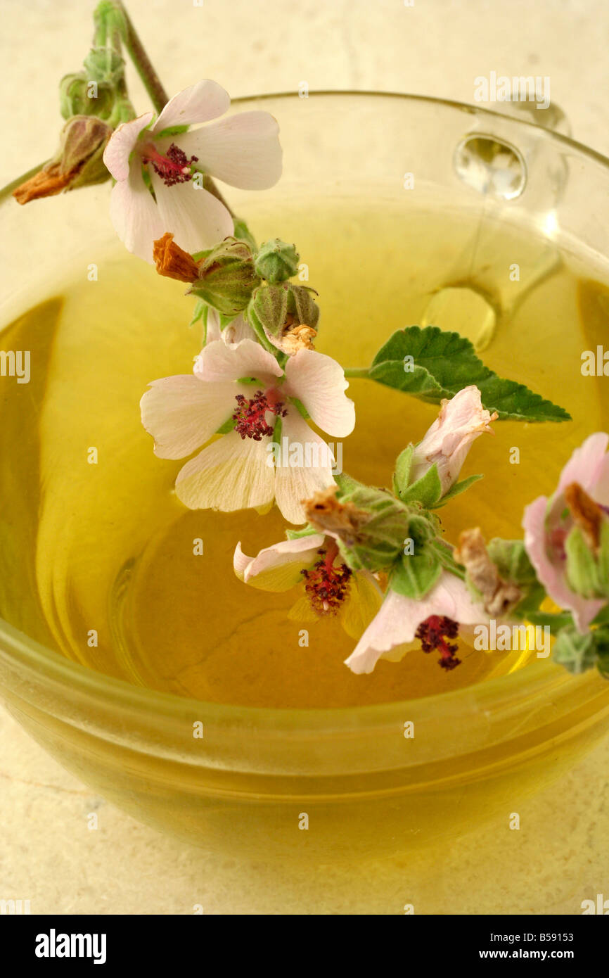 Althaea officinalis leaves hi-res stock photography and images - Alamy