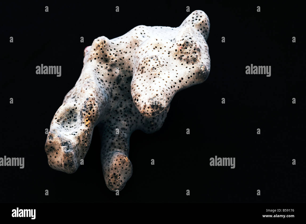 Coral rock from sea Stock Photo - Alamy