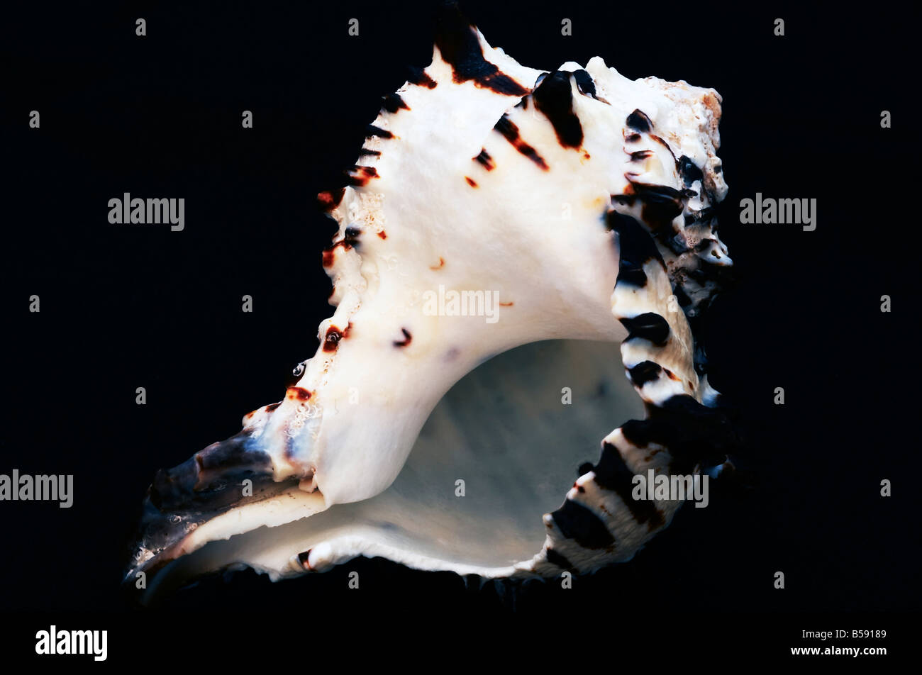 Empty sea shell Stock Photo - Alamy
